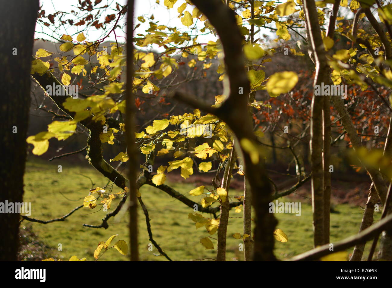 Glaslyn gwynedd autumn colours hi-res stock photography and images - Alamy