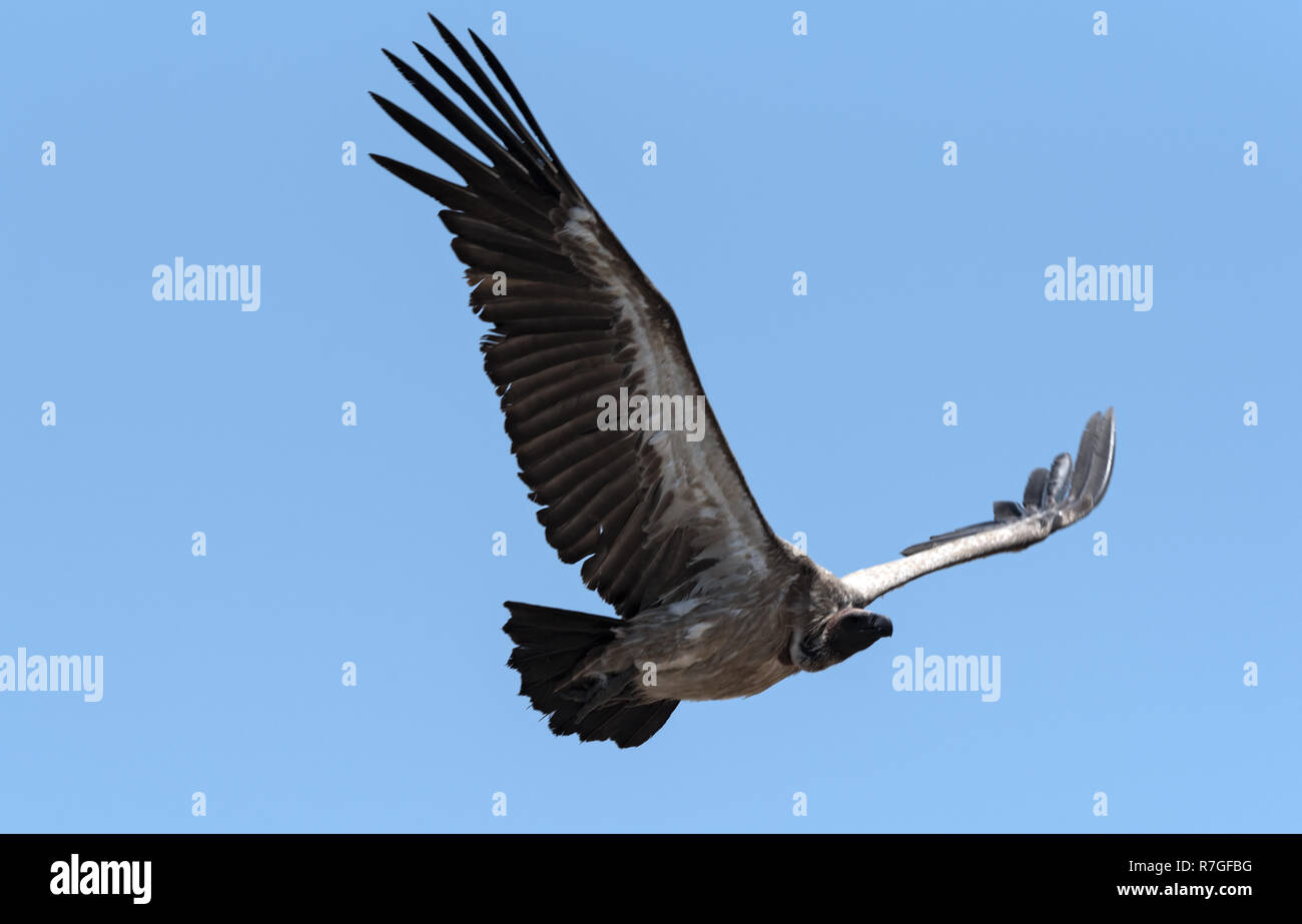 a white-backed vulture in flight, botswana, africa Stock Photo - Alamy