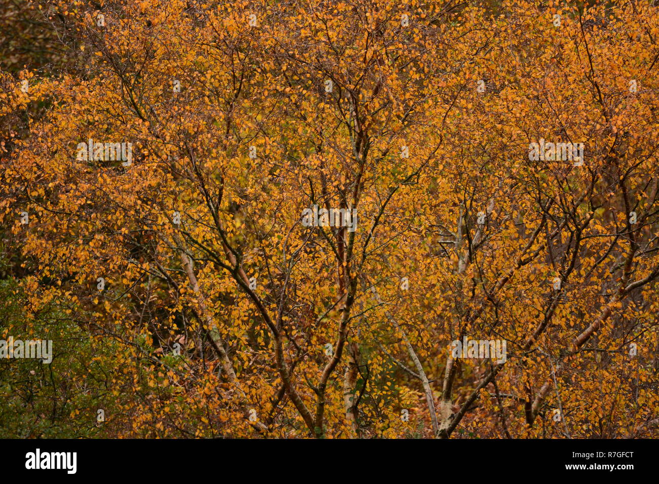 Edward birch hi-res stock photography and images - Alamy