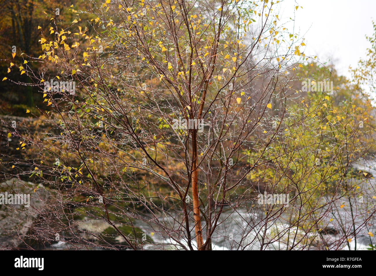 Hydef cymru hi-res stock photography and images - Alamy