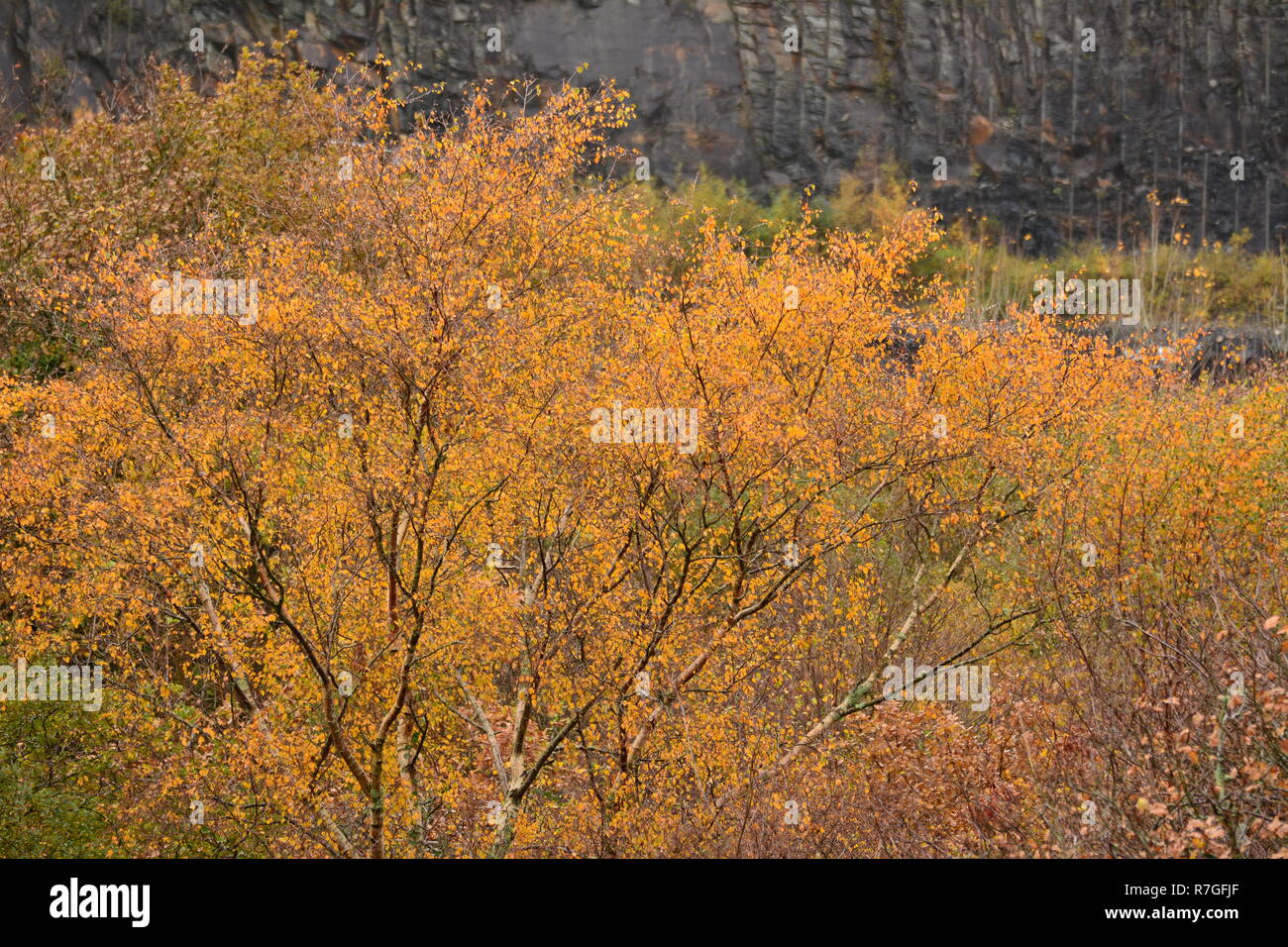 Edward birch hi-res stock photography and images - Alamy