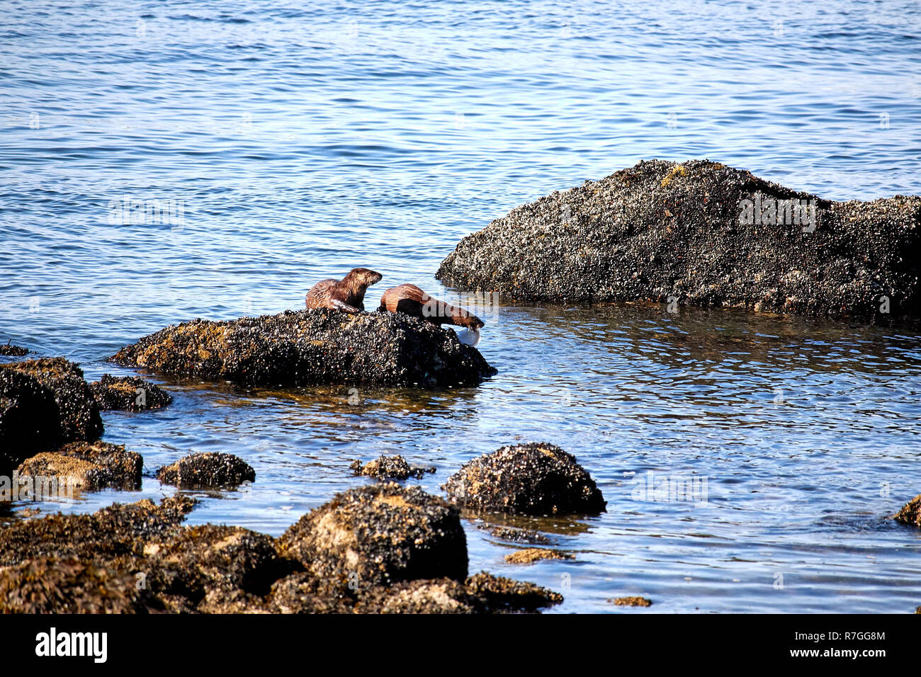 Otter feeding stone hi-res stock photography and images - Alamy
