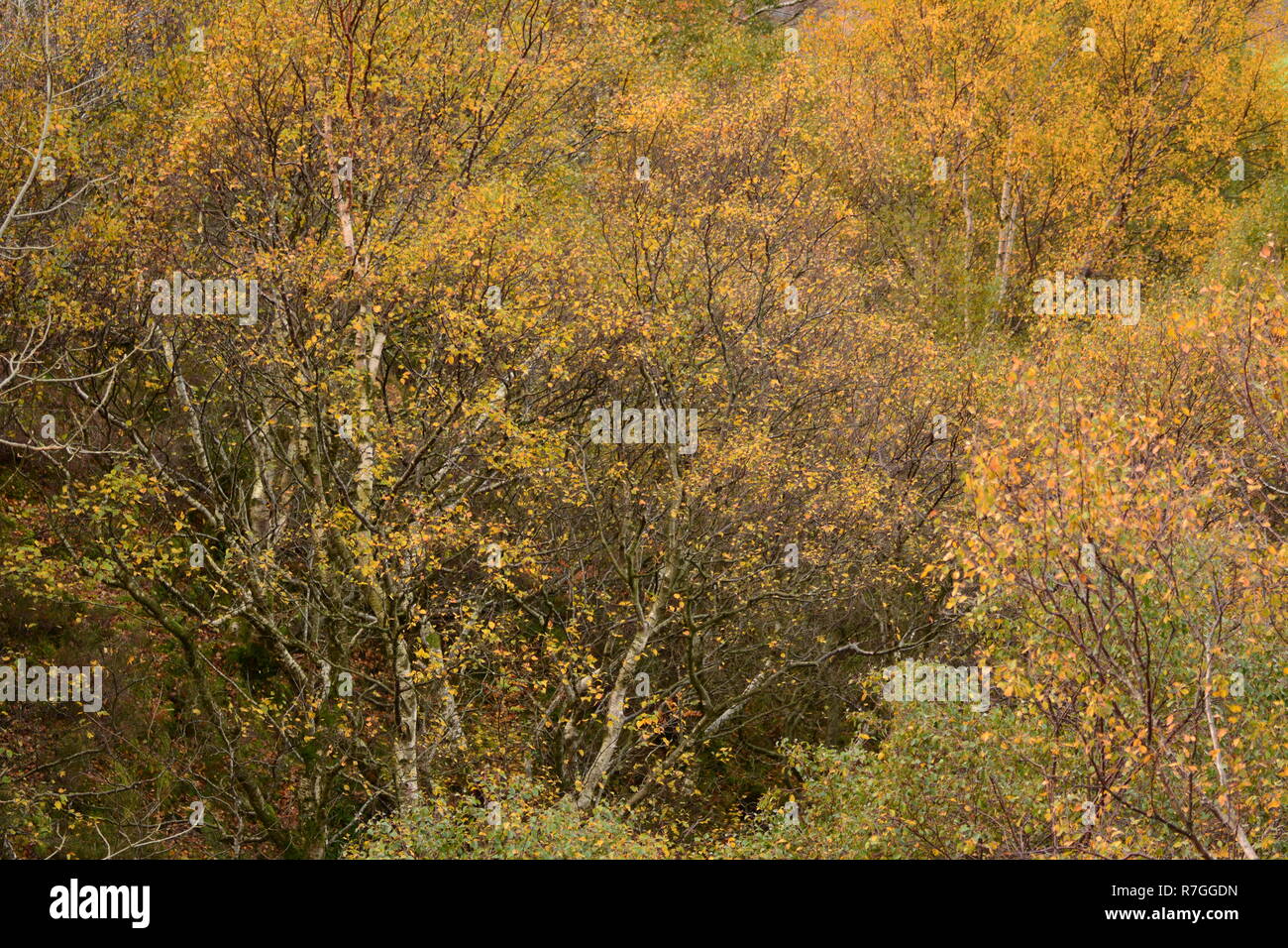 Hydef cymru hi-res stock photography and images - Alamy
