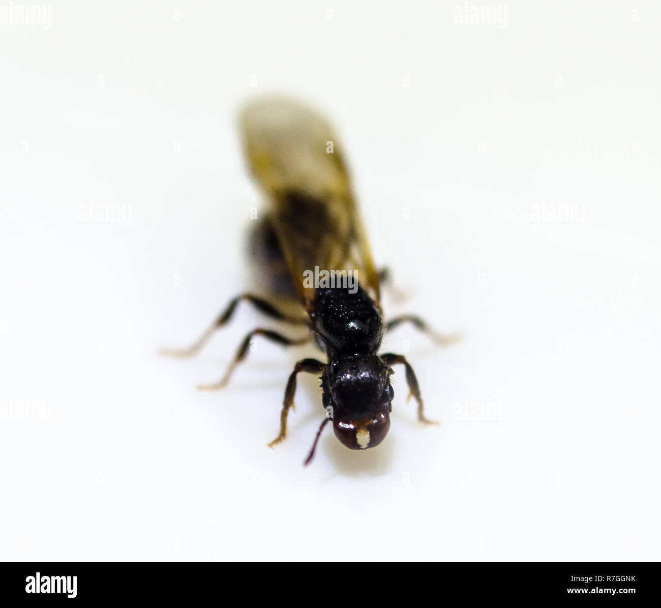 Black soldier fly hi-res stock photography and images - Alamy