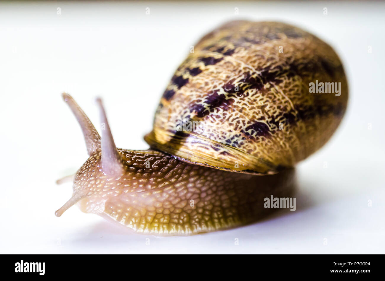 Garden snail isolated on white background with shadow, closeup Stock ...