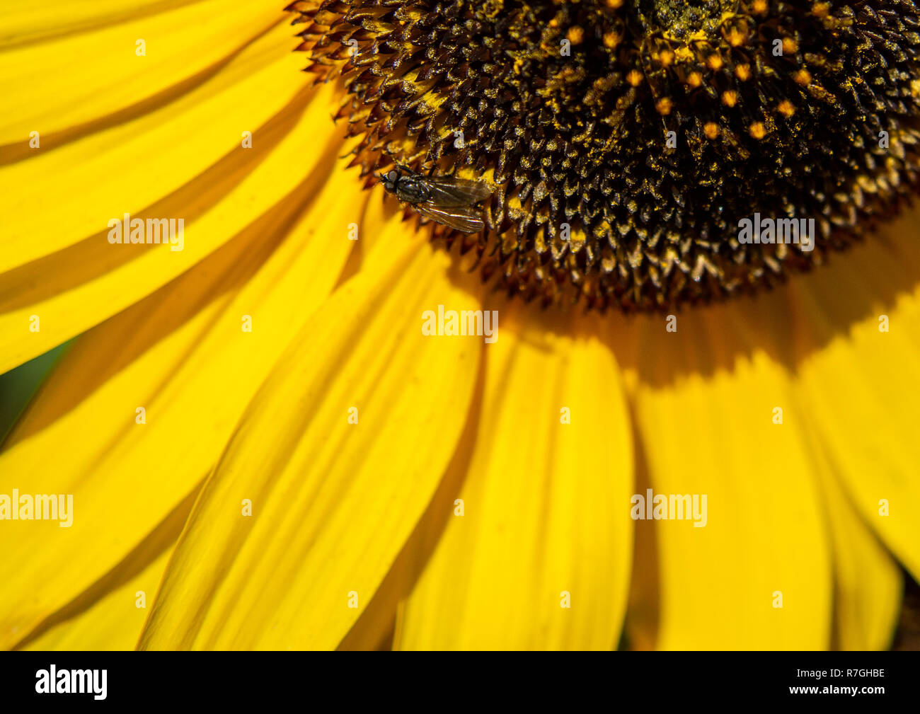 Fly sitting in the middle of a sunflower Stock Photo - Alamy