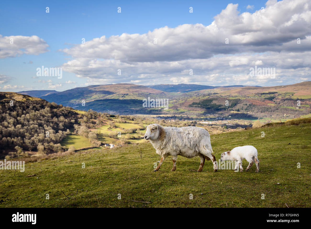 Sheep and Lamb close up at the Welsh Countryside in Brecon Beacons ...
