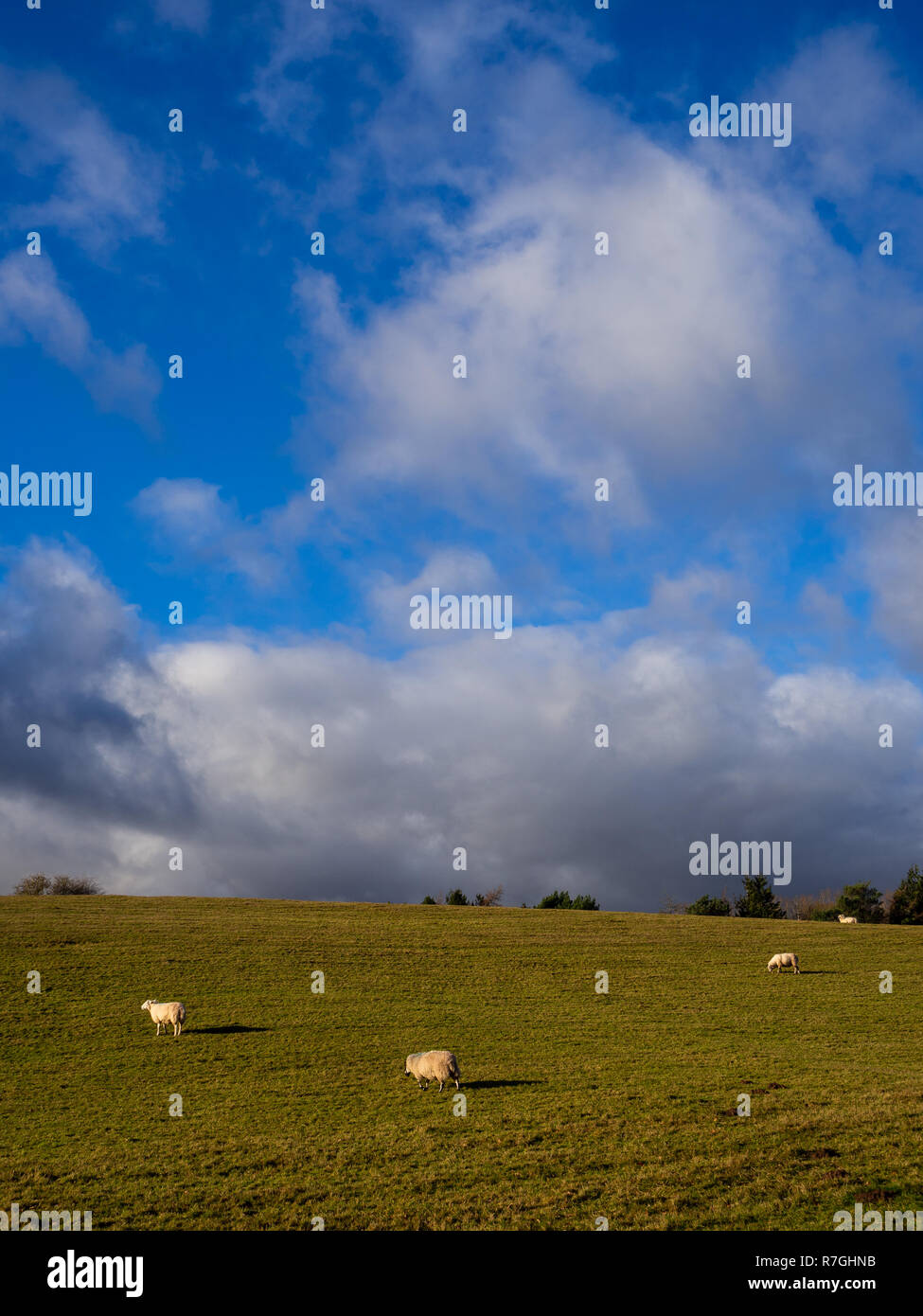Sheep / Lamb on the Welsh Countryside in Brecon Beacons, Wales Stock ...