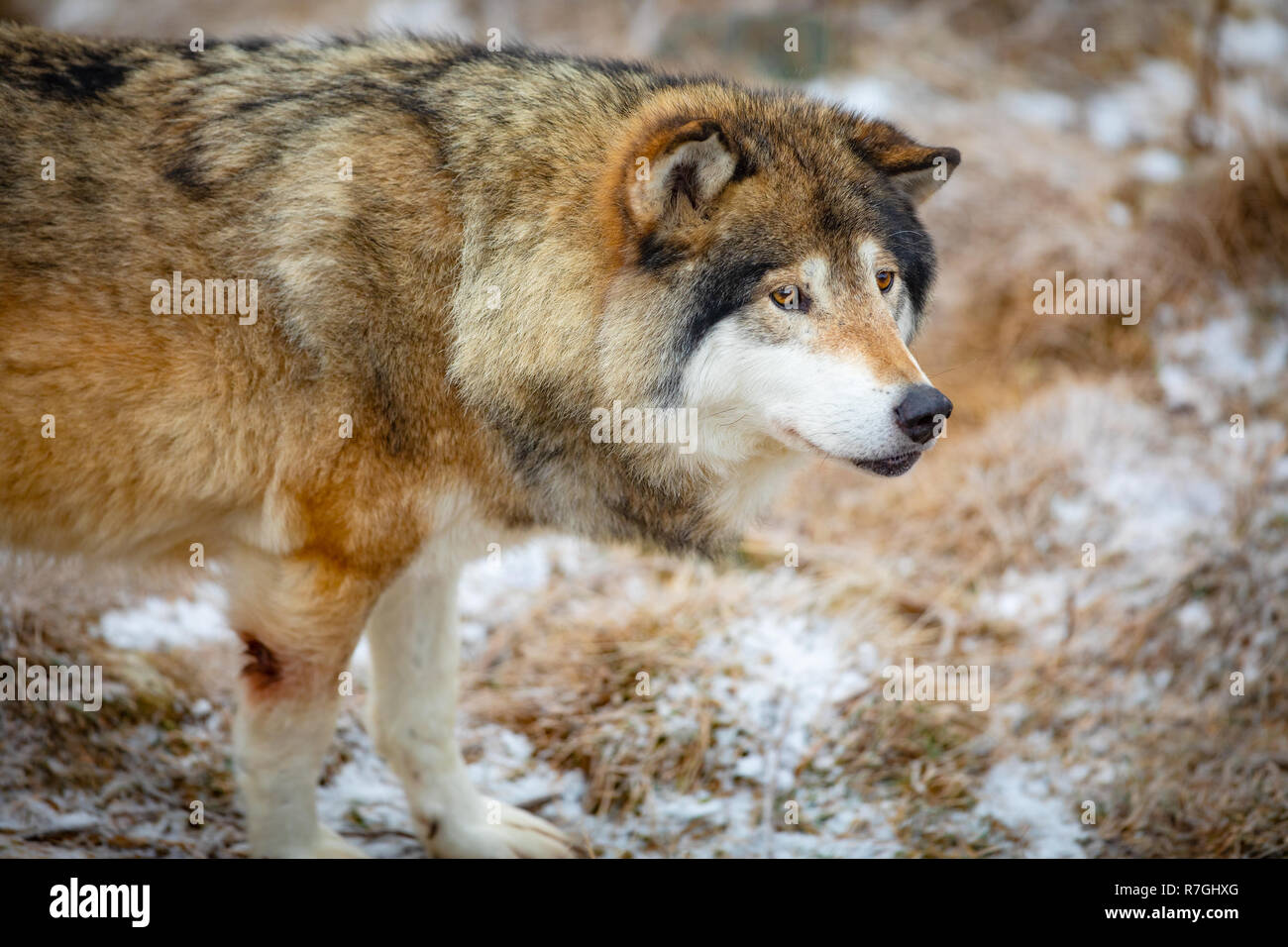 Close-up of male wolf standing in the forest in early winter Stock ...