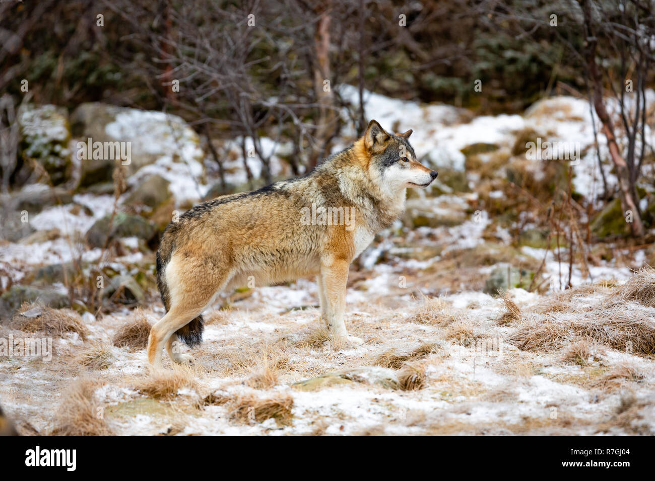 Gray Wolf Stalking Prey High Resolution Stock Photography and Images ...