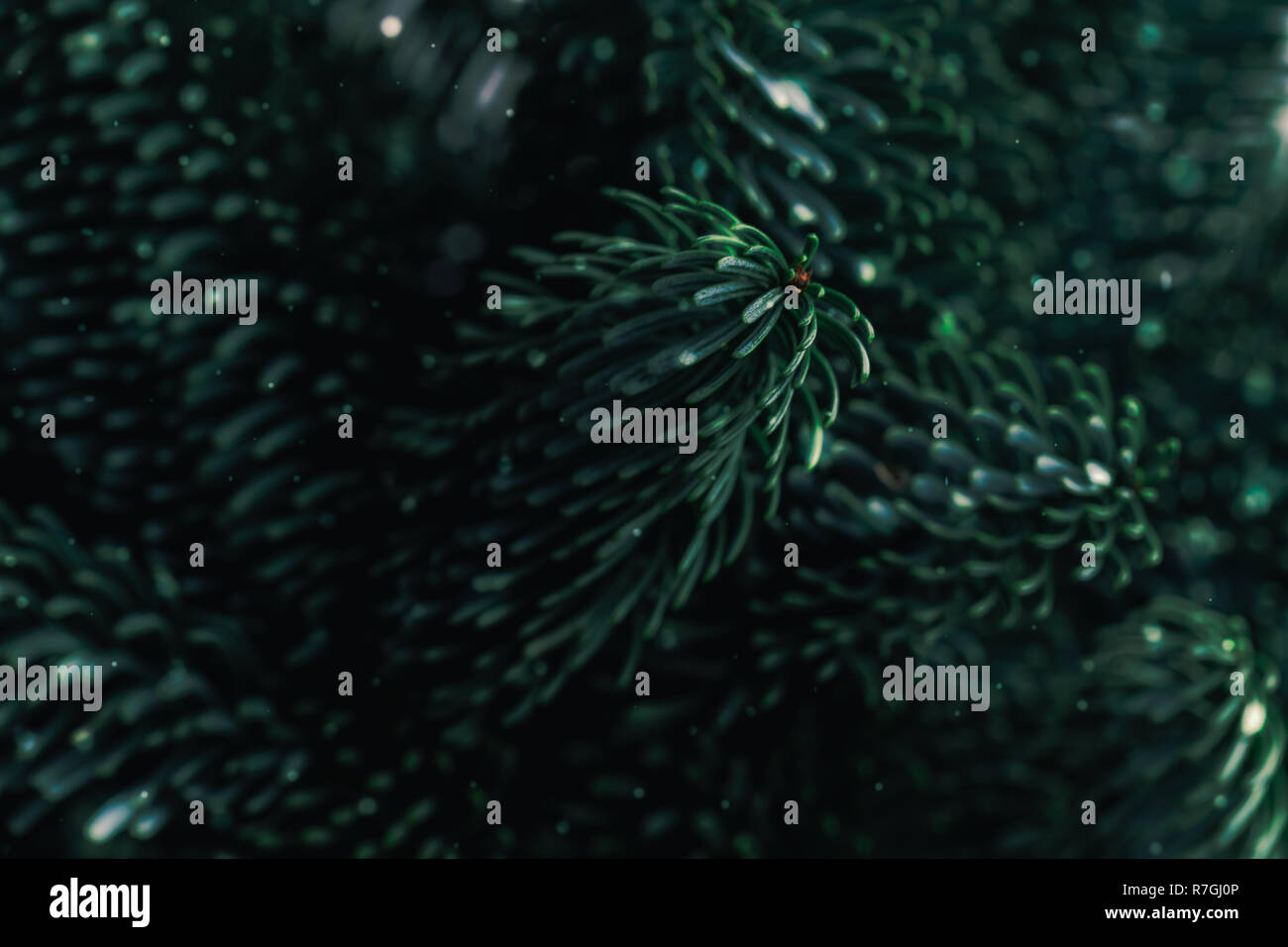 Photo frame tree branches hi-res stock photography and images - Alamy