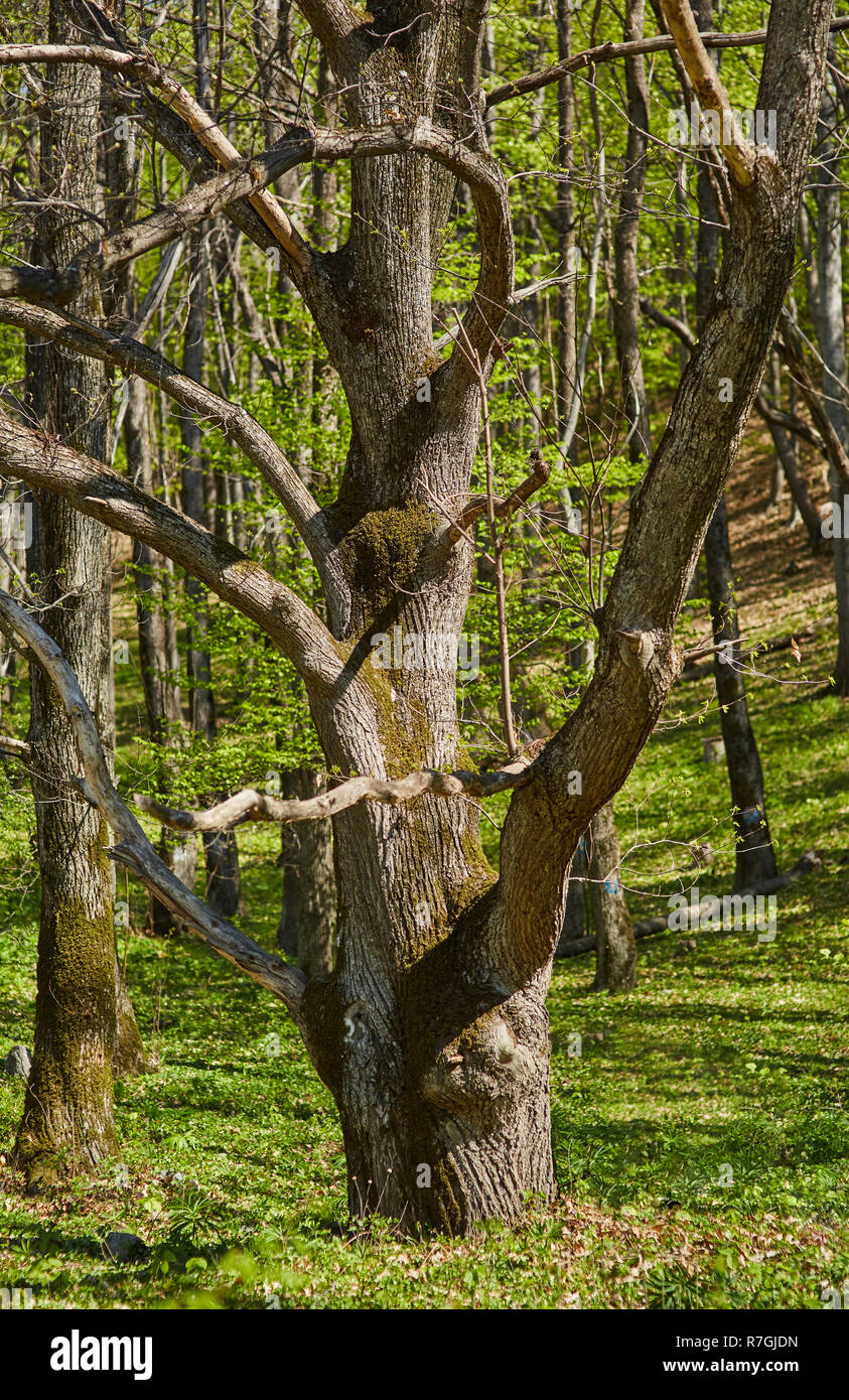 Big old chestnut tree hi-res stock photography and images - Alamy