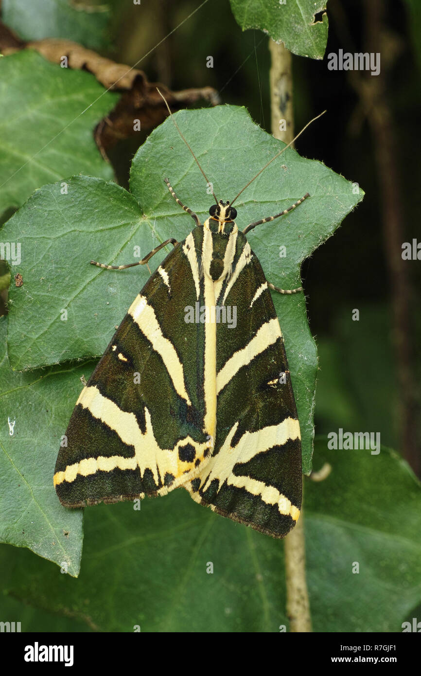Flying tiger moth hi-res stock photography and images - Alamy