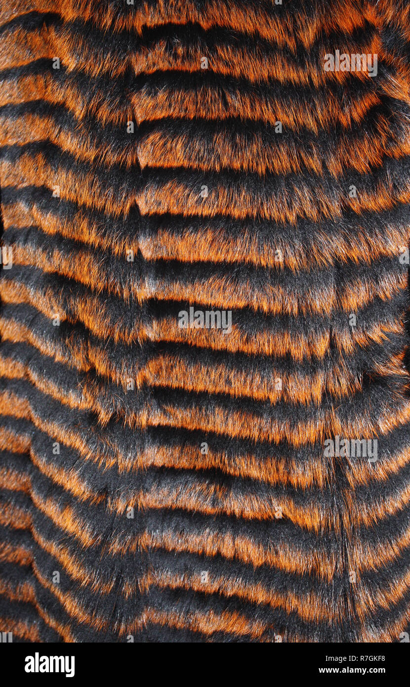 Orange fur with black stripes hi-res stock photography and images - Alamy