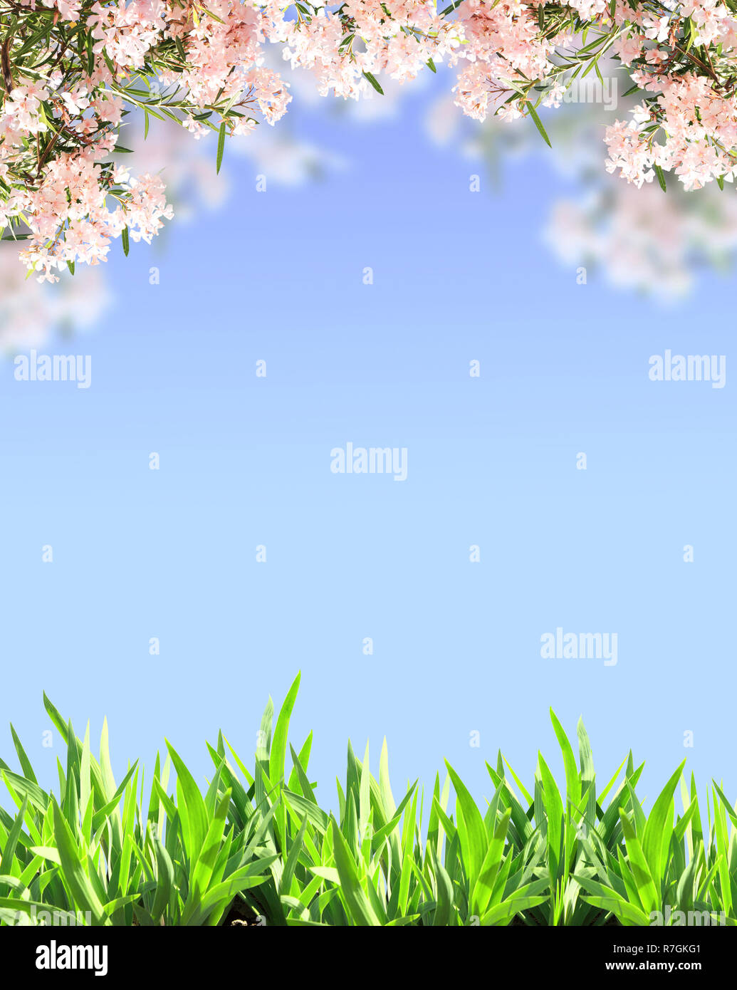 Blue Sky Green Grass Flowers