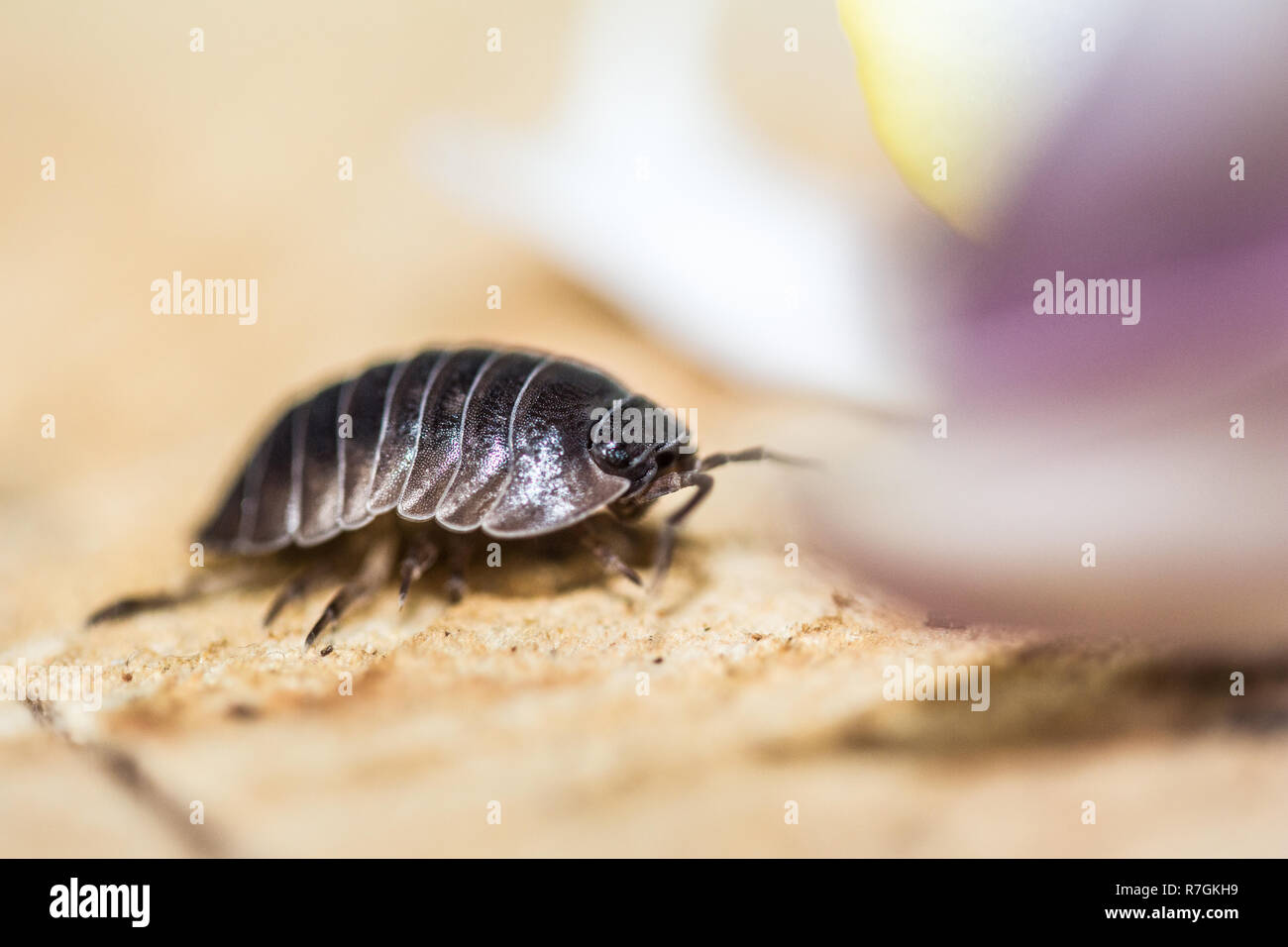 Woodlice photo hi-res stock photography and images - Alamy