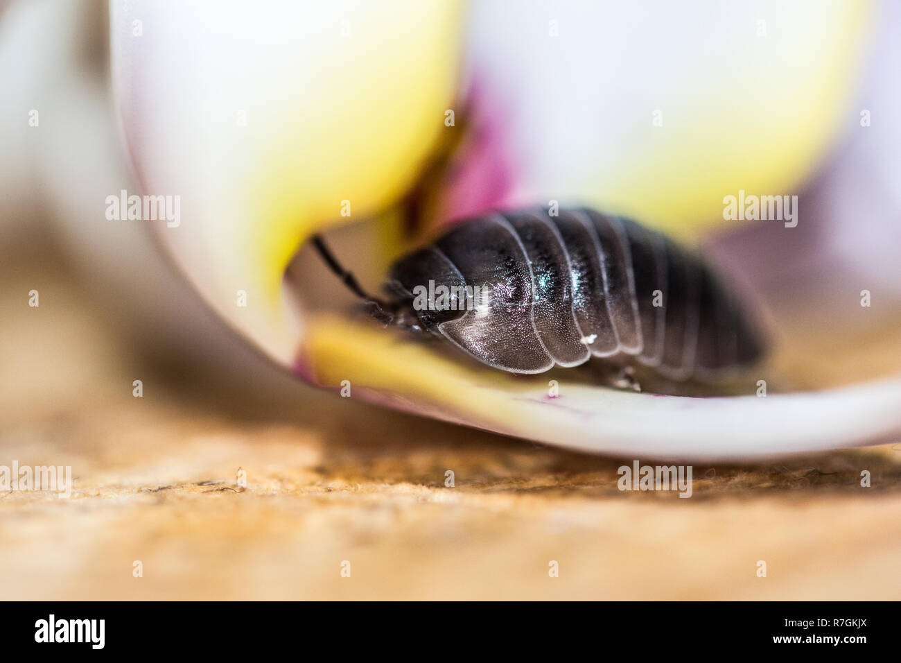Woodlice photo hi-res stock photography and images - Alamy