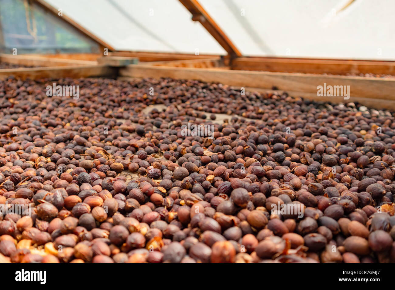 Organic Raw Coffee Beans Drying In Wooden Crate Stock Photo - Alamy