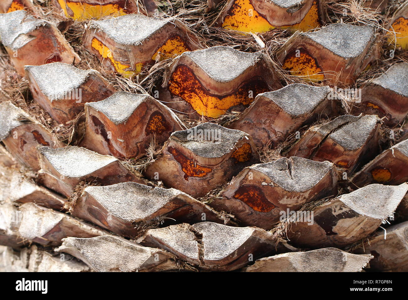 Close view of coconut tree bark hi-res stock photography and images - Alamy