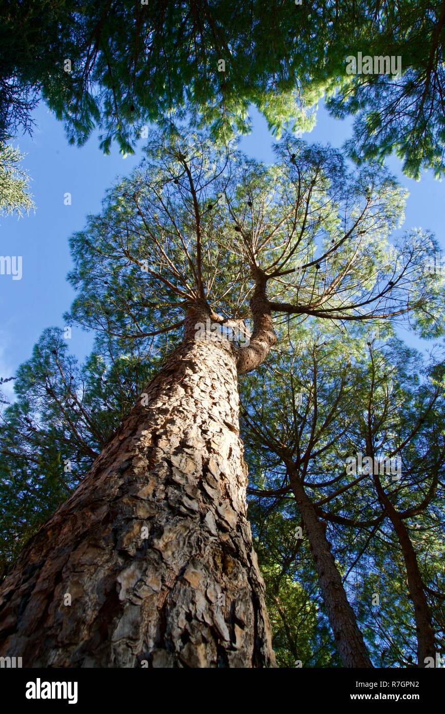 Top of the pine hi-res stock photography and images - Alamy