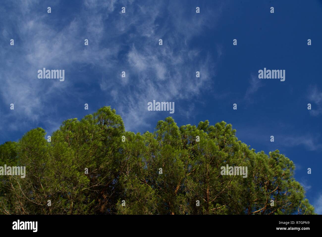 pine trees under a perfect sky with some white clouds Stock Photo - Alamy