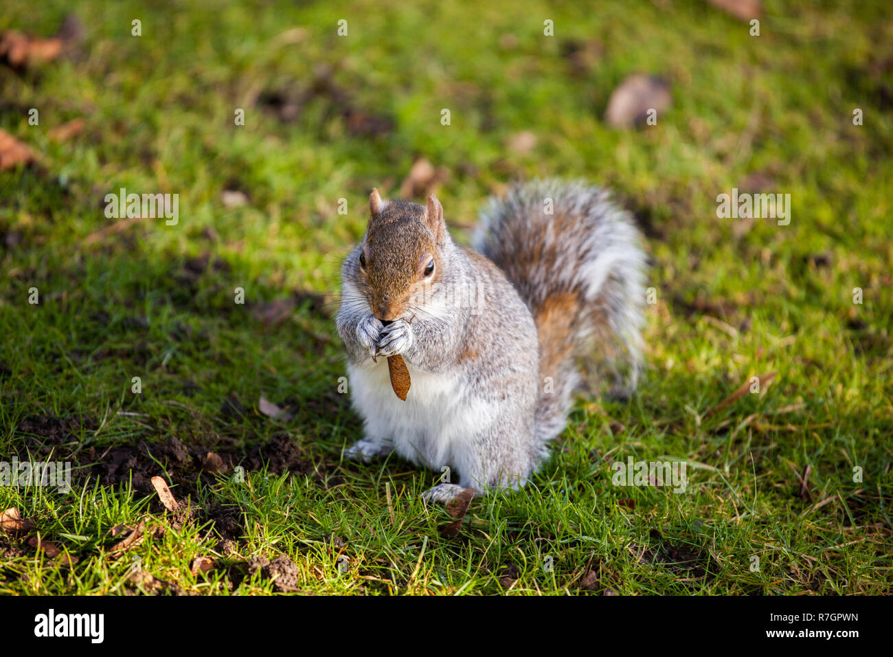 Eastern Grey Gray squirrel Sciurus carolinensis vermin now becoming a ...