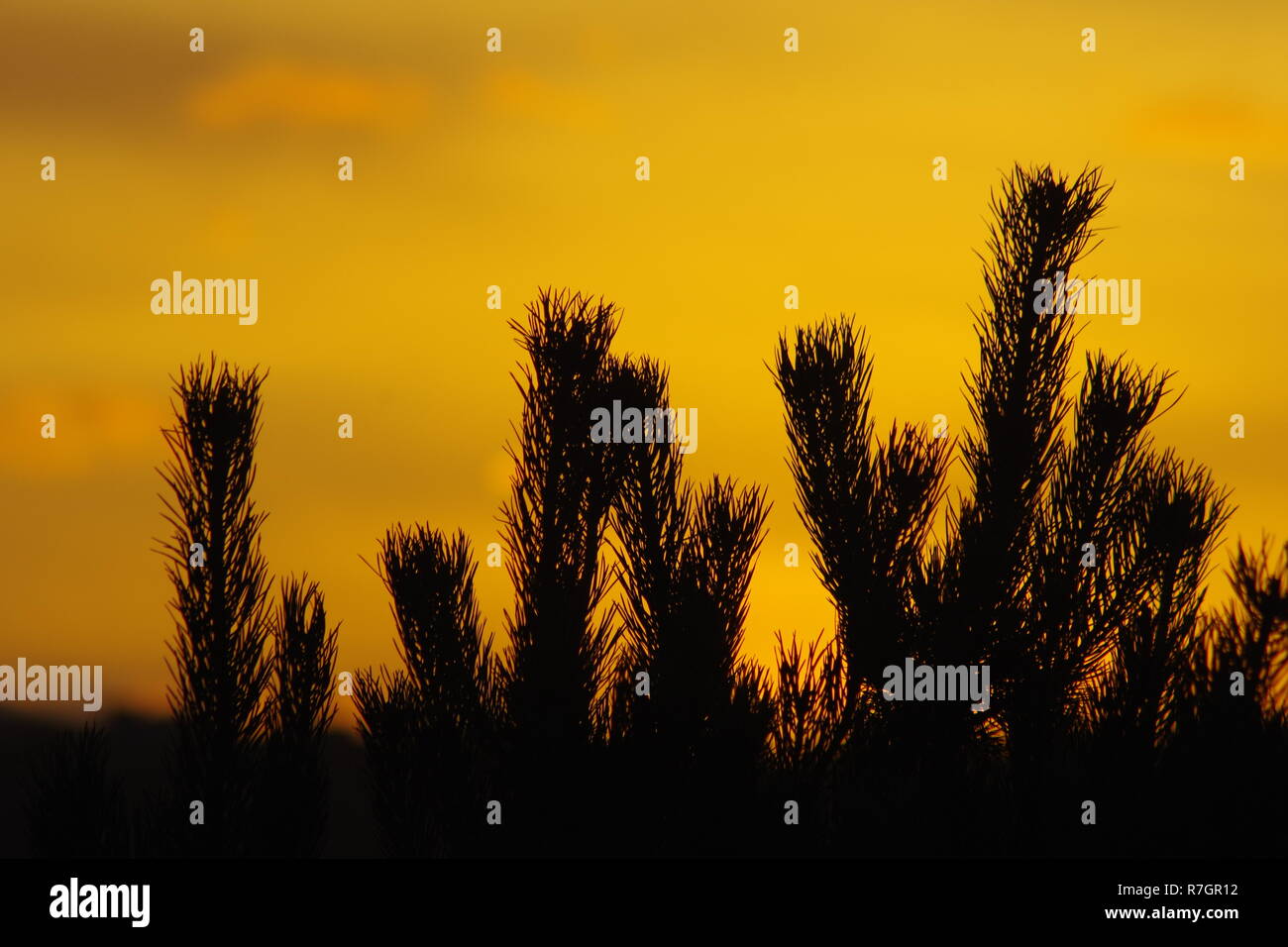 Norway spruce scotland hi-res stock photography and images - Alamy