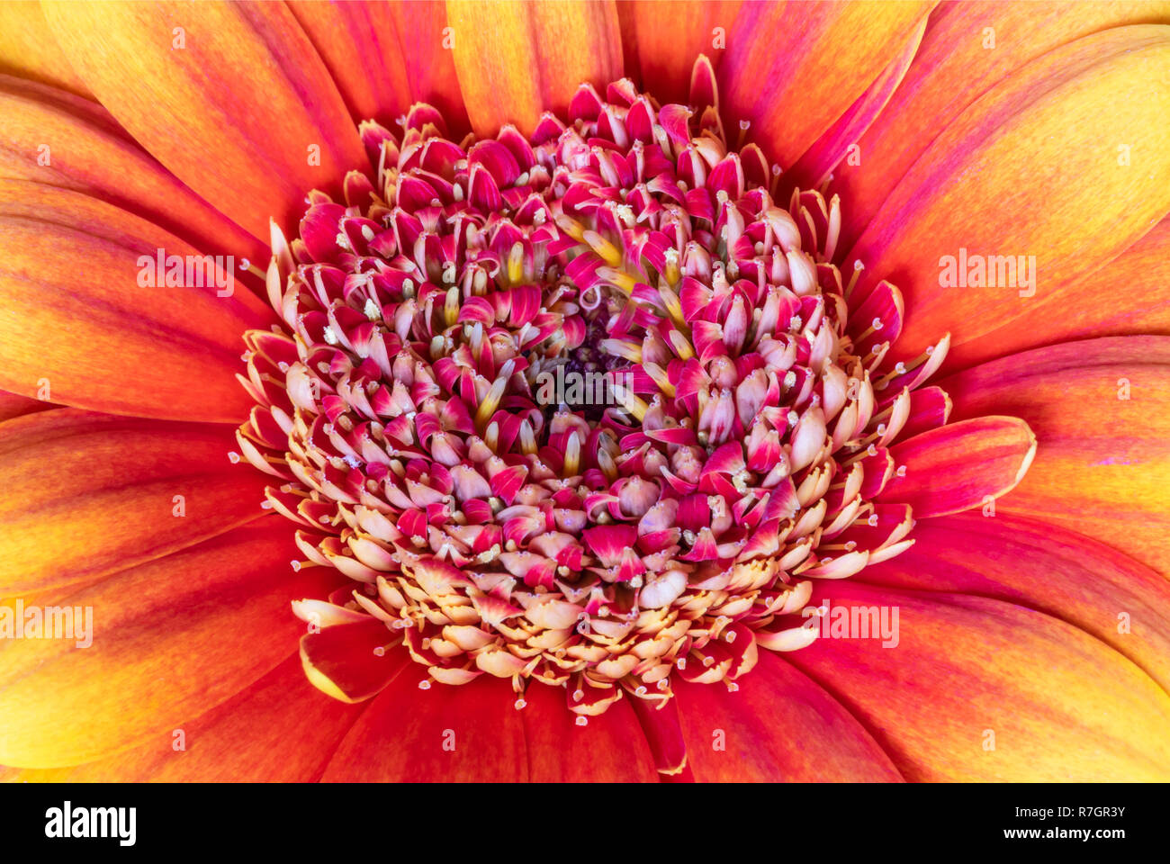 Close up photo of a flower Stock Photo - Alamy