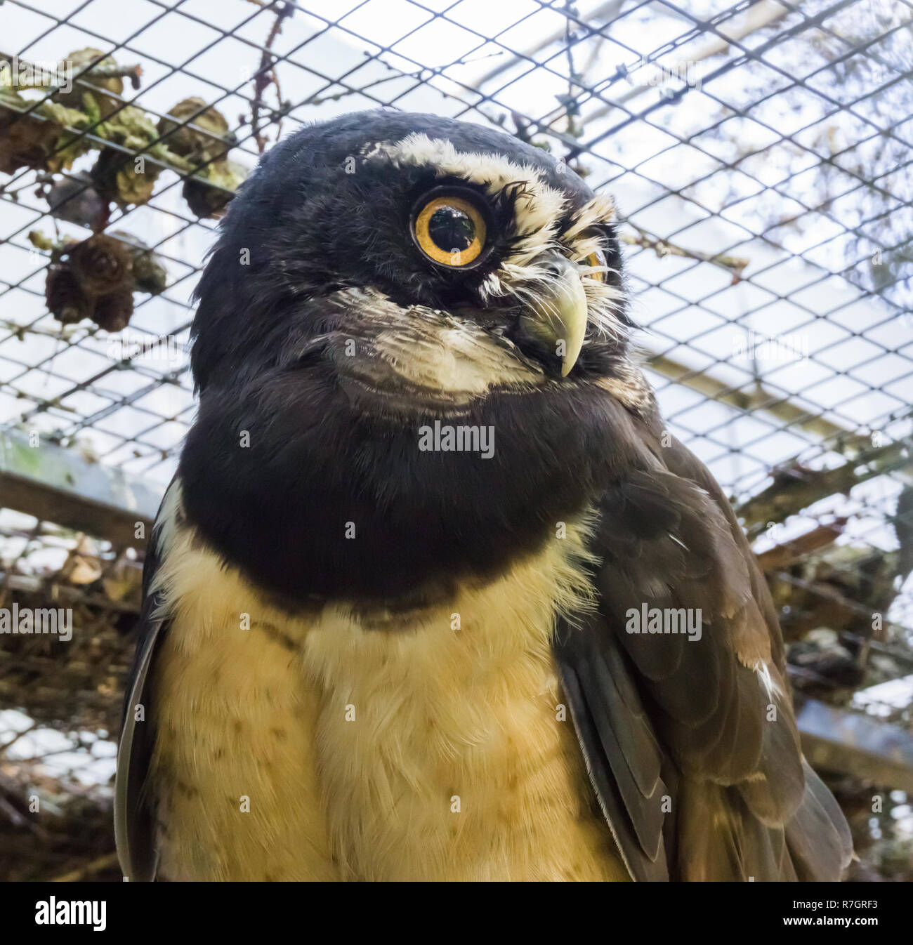 beautiful closeup of a black spectacled owl face, a tropical bird from ...