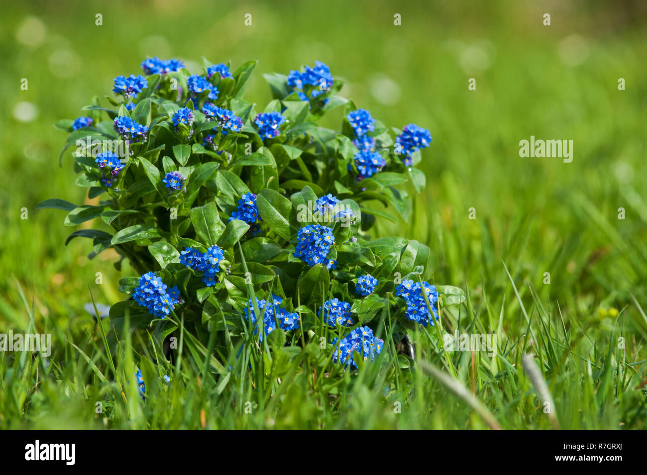 Dwarf rabbit in a spring meadow Stock Photo - Alamy