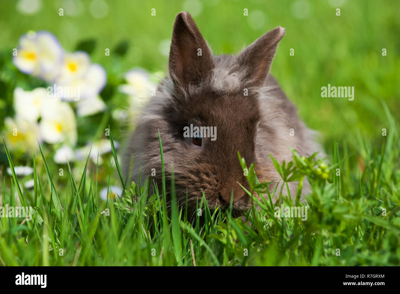Dwarf rabbit in a spring meadow Stock Photo - Alamy