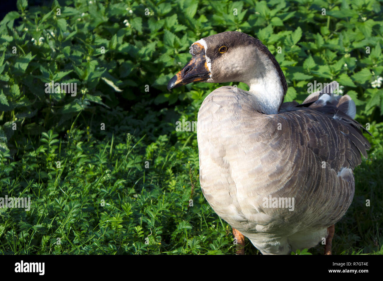Cute domestic grey goose with curved neck against dense green thickets ...