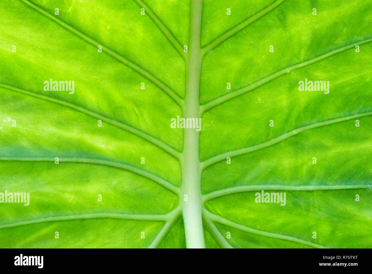 Green leaf structure with streaks closeup, natural pattern. May be used ...