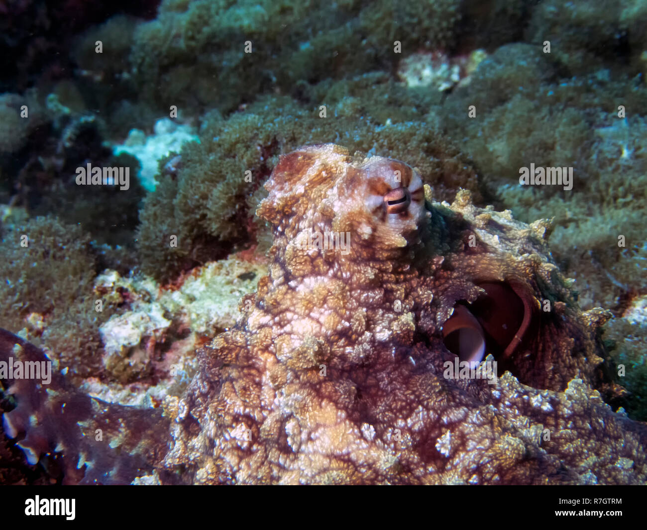 A Common Octopus (Octopus cyanea) in the Indian Ocean Stock Photo - Alamy