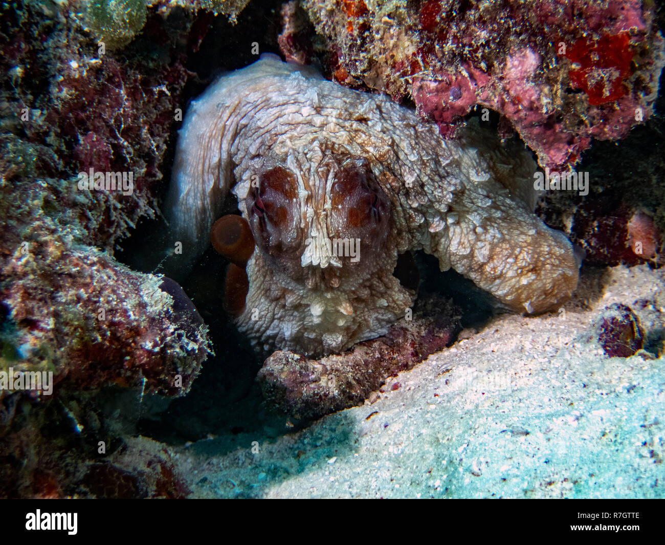 A Common Octopus (Octopus cyanea) in the Indian Ocean Stock Photo - Alamy