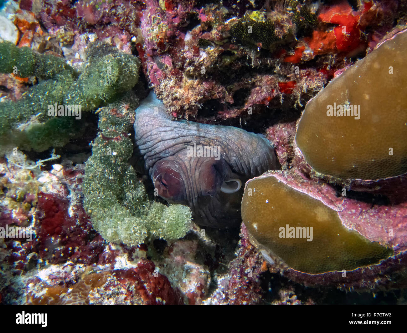 A Common Octopus (Octopus cyanea) in the Indian Ocean Stock Photo - Alamy
