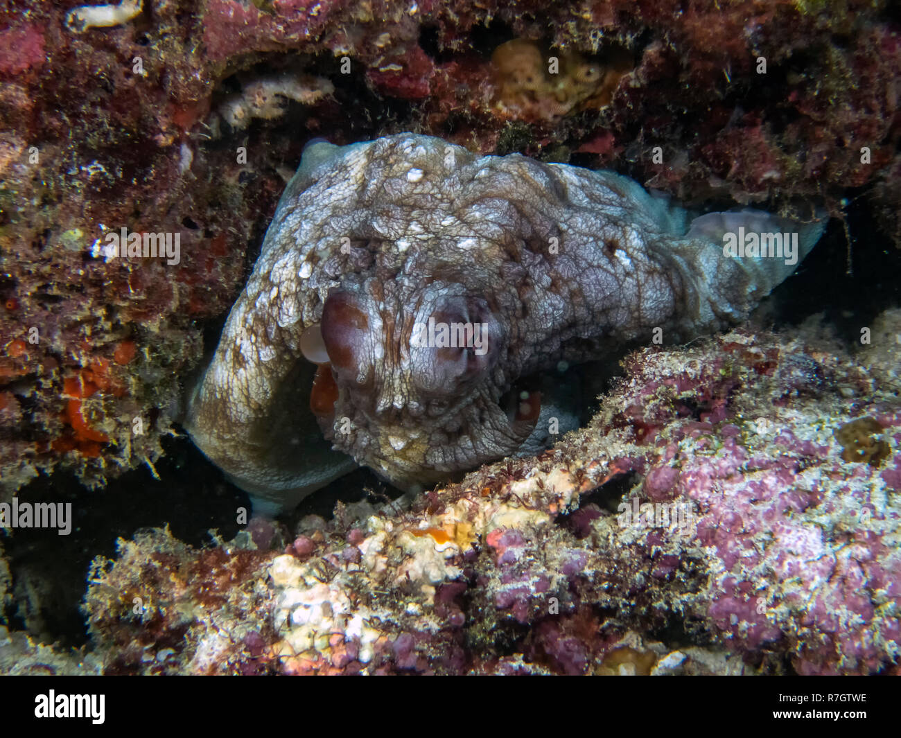 A Common Octopus (Octopus cyanea) in the Indian Ocean Stock Photo - Alamy