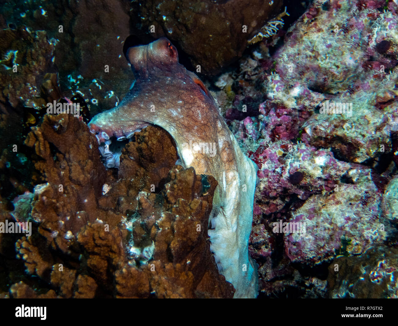 A Common Octopus (Octopus cyanea) in the Indian Ocean Stock Photo - Alamy