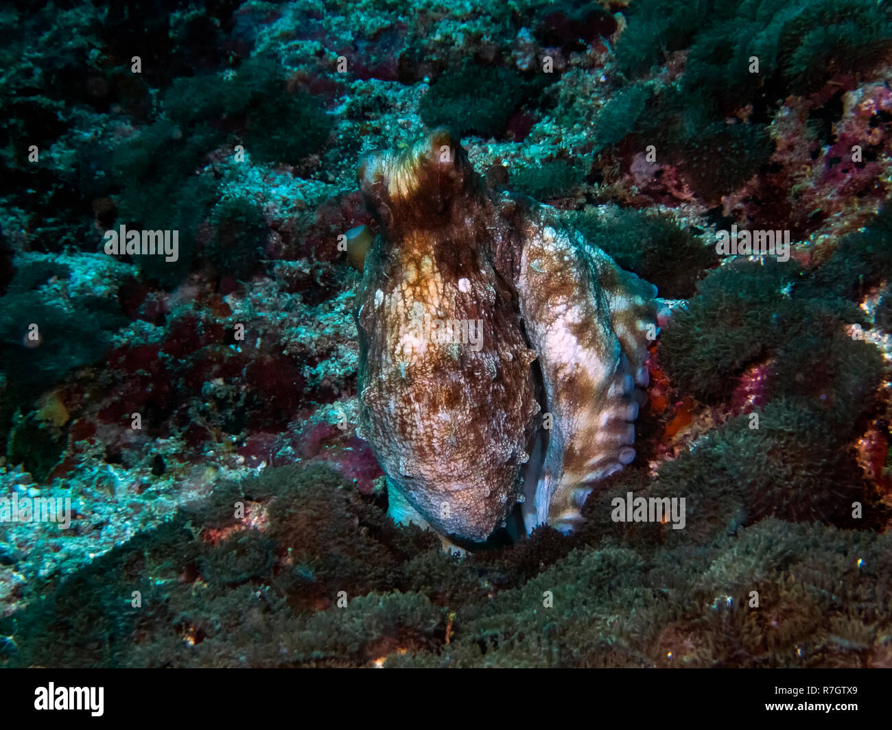 A Common Octopus (Octopus cyanea) in the Indian Ocean Stock Photo - Alamy
