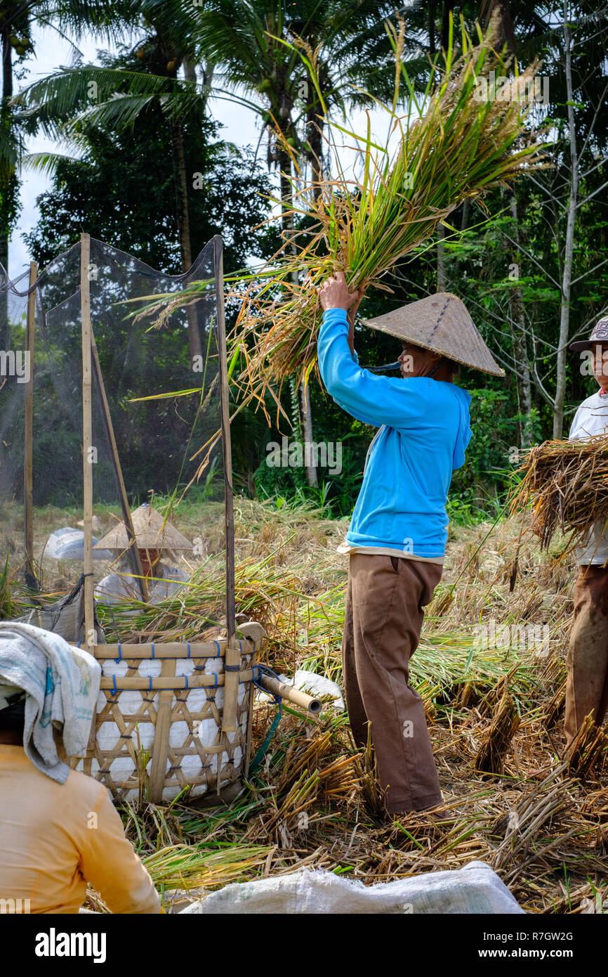 Harvesting rice in a paddy field near Ubud, Bali, Indonesia Stock Photo ...