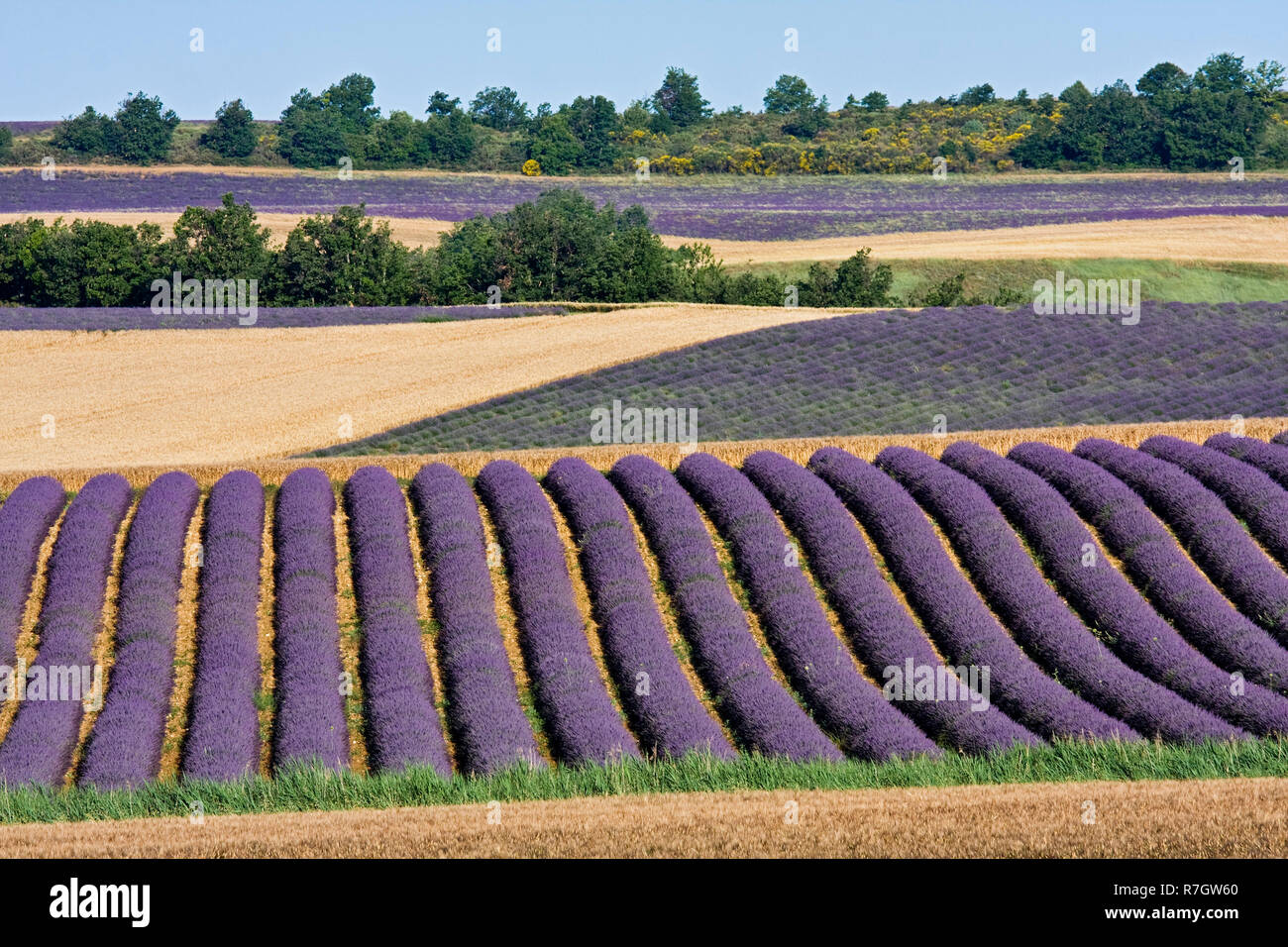 Lavender fields, Plateau de Valensole, Provence, France Stock Photo - Alamy