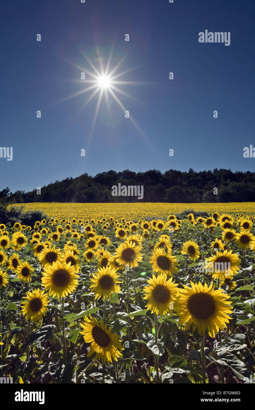 Field of sunflowers backlit in sunshine, Puimoisson, Plateau de ...
