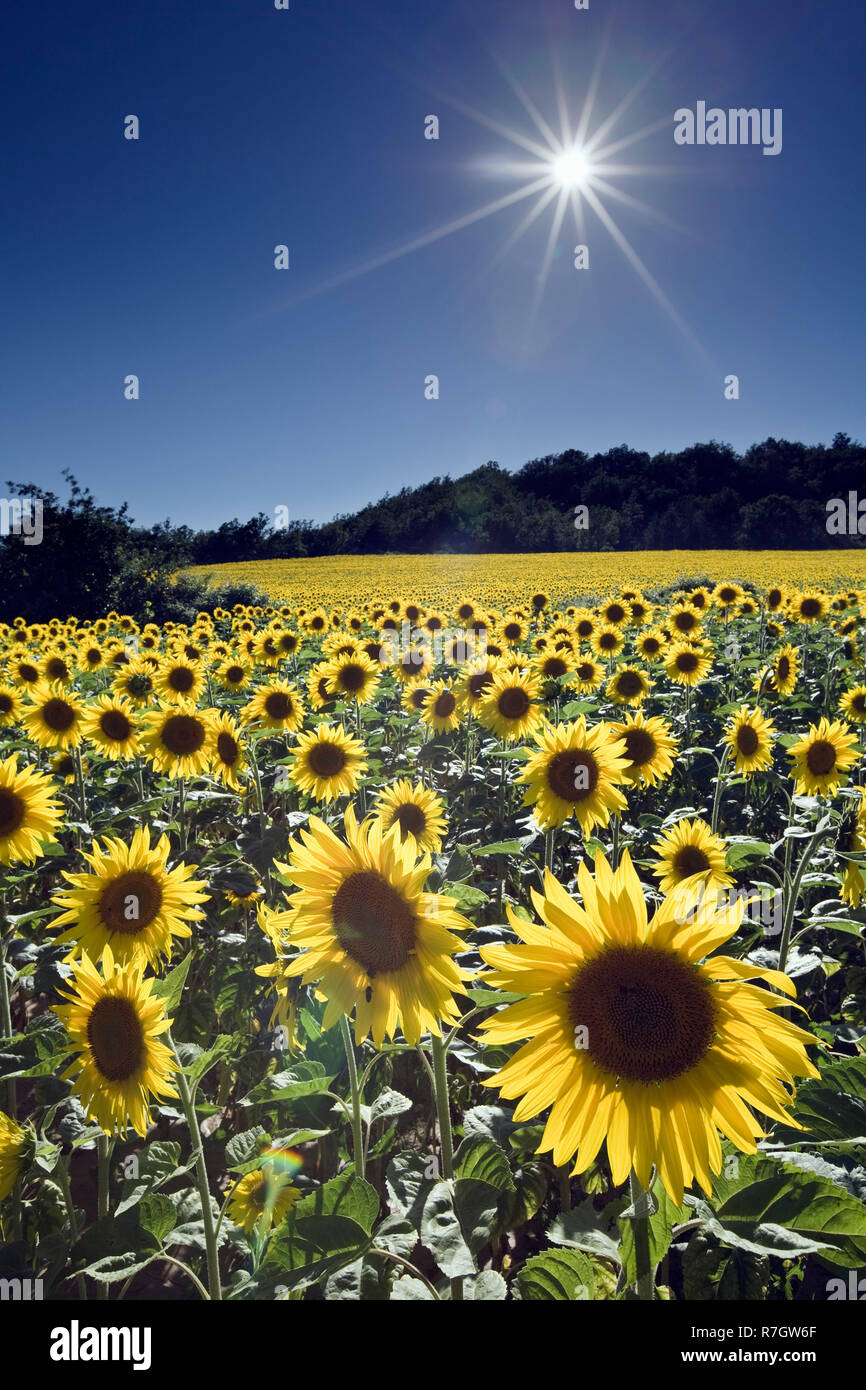 Field of sunflowers backlit in sunshine, Puimoisson, Plateau de ...