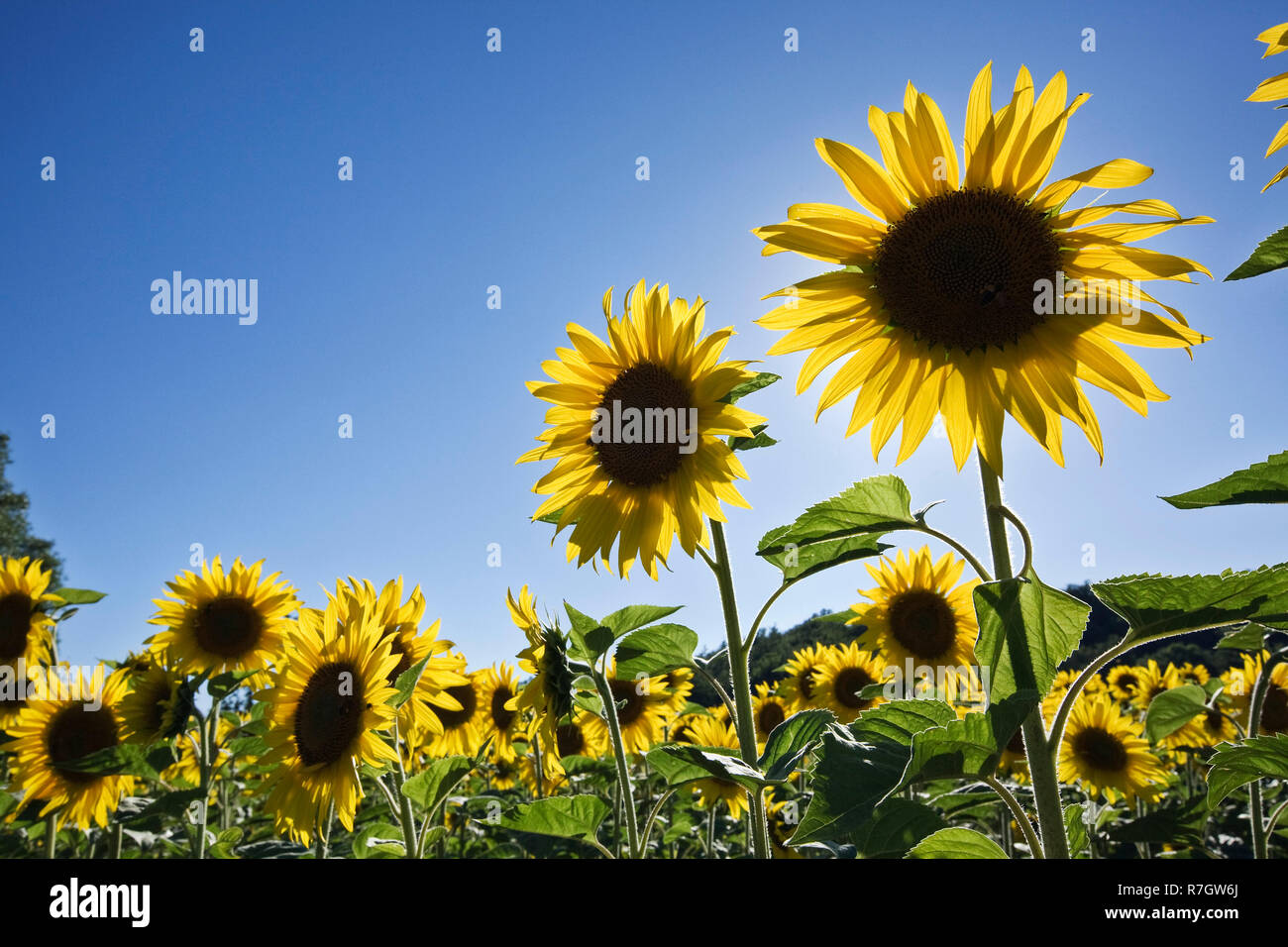 Field of sunflowers backlit in sunshine, Puimoisson, Plateau de ...