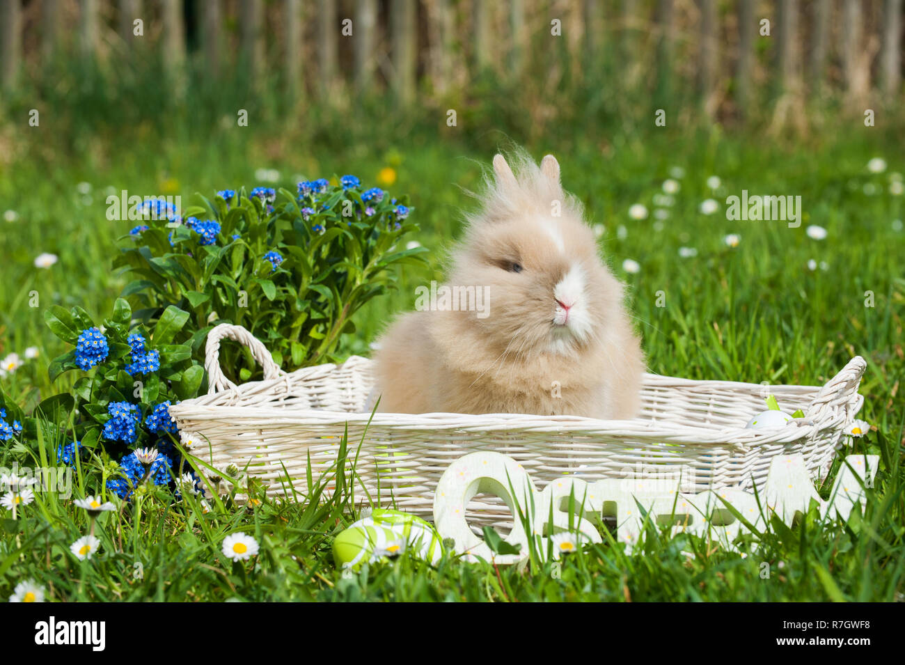 Easter rabbit in a spring meadow Stock Photo - Alamy
