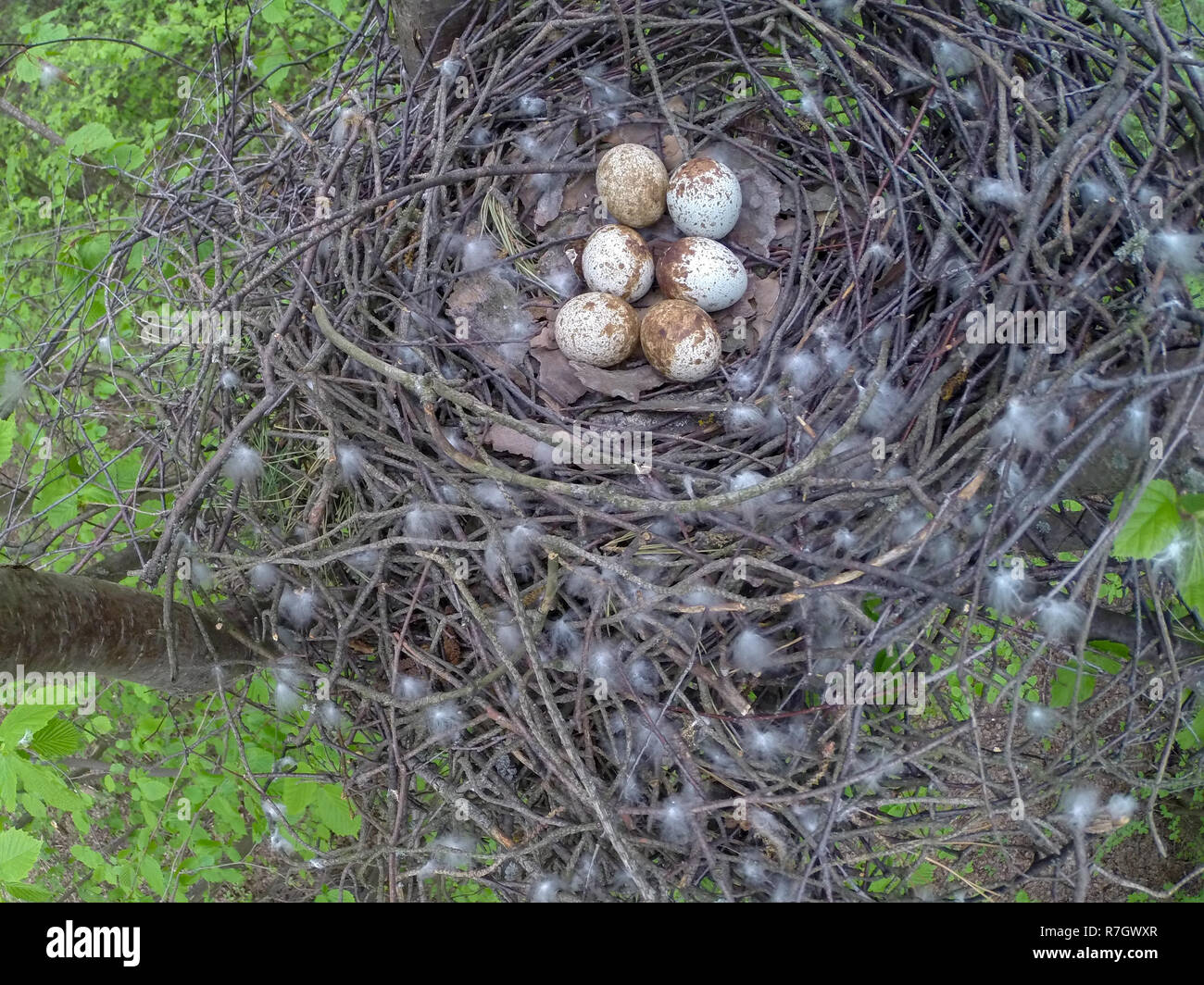 Accipiter nisus. The nest of the Eurasian Sparrowhawk in nature Stock ...