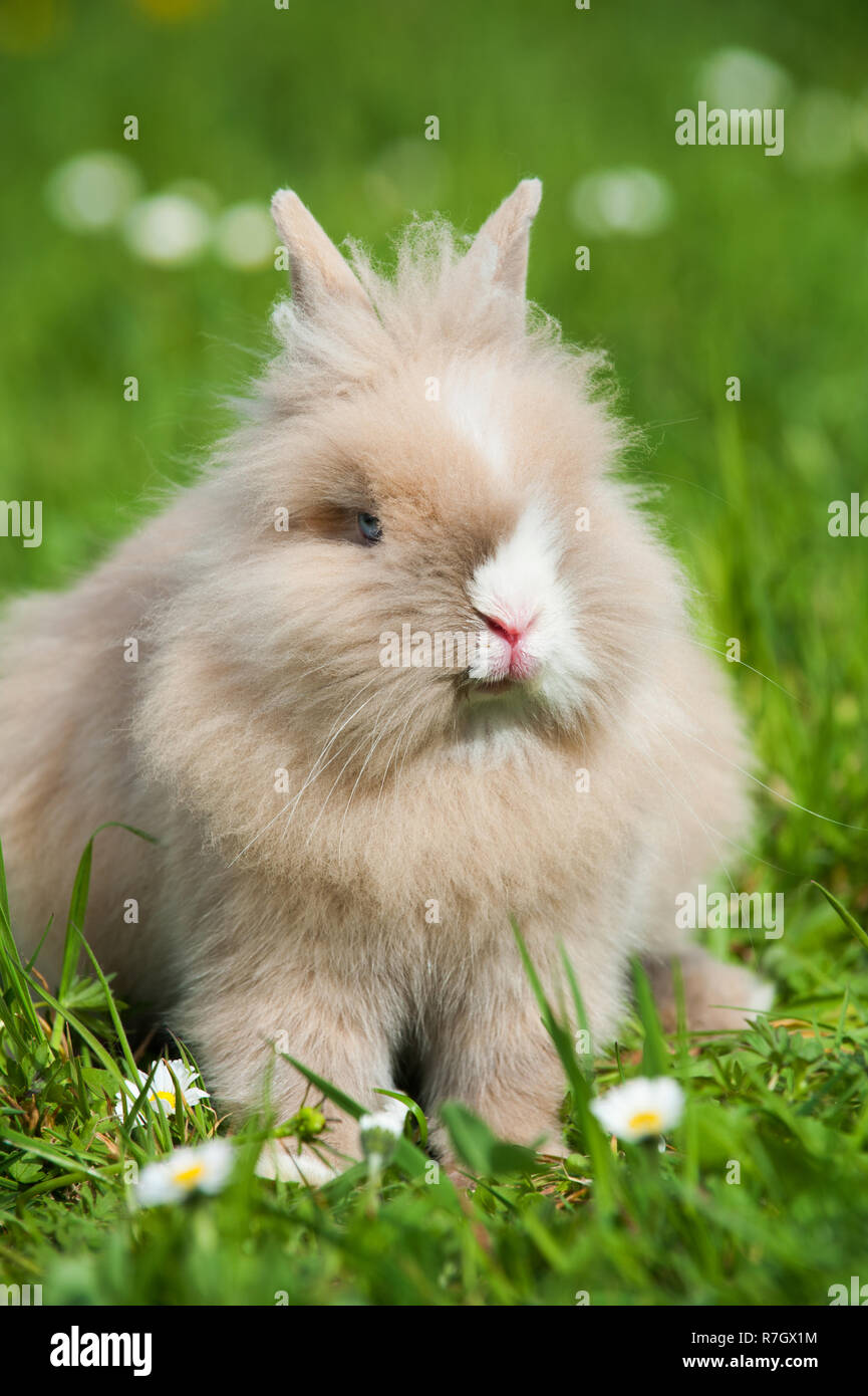 Dwarf rabbit in a spring meadow Stock Photo - Alamy