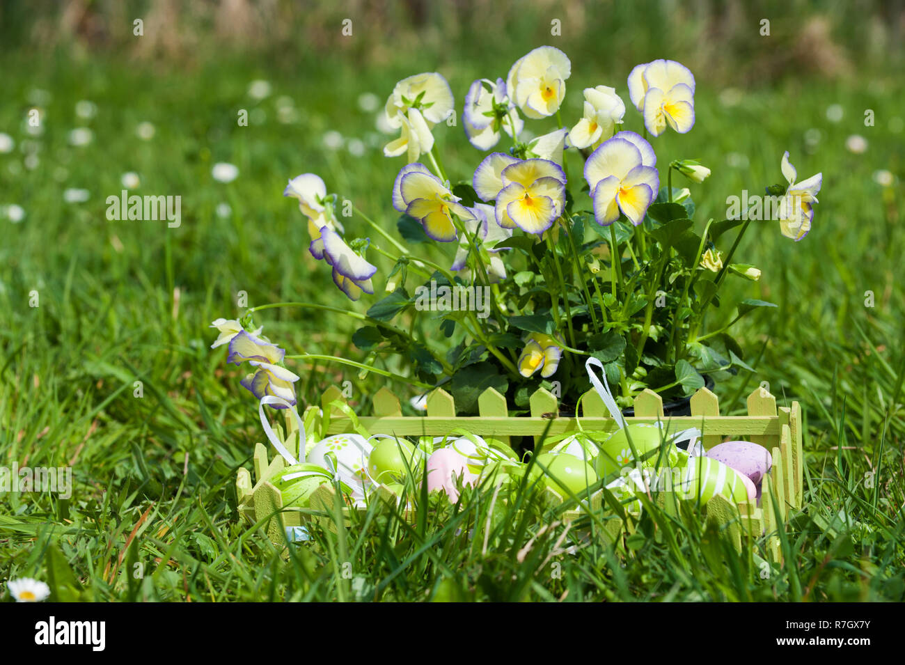 Dwarf rabbit in a spring meadow Stock Photo - Alamy