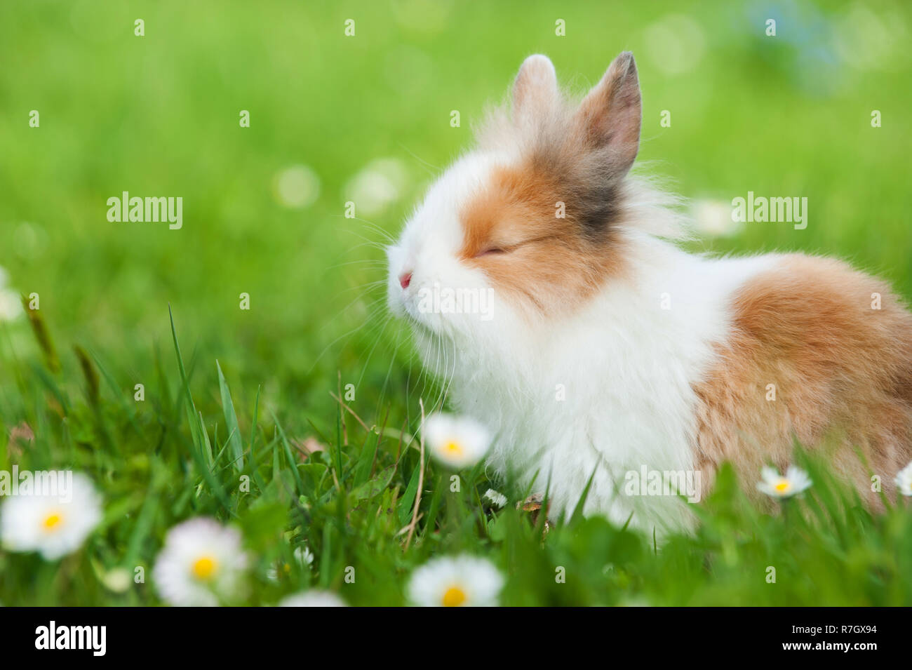 Dwarf rabbit in a spring meadow Stock Photo - Alamy