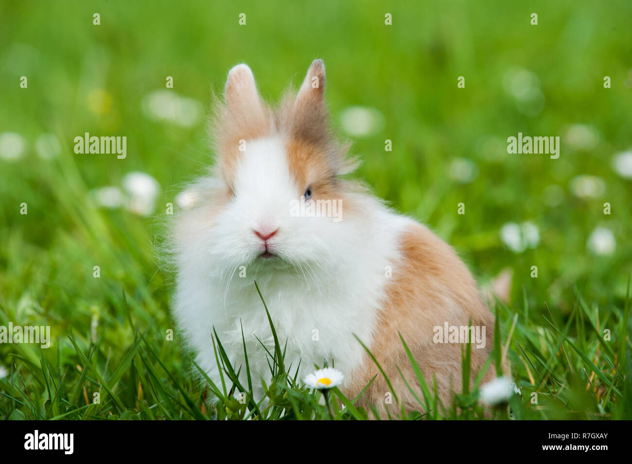 Dwarf rabbit in a spring meadow Stock Photo - Alamy
